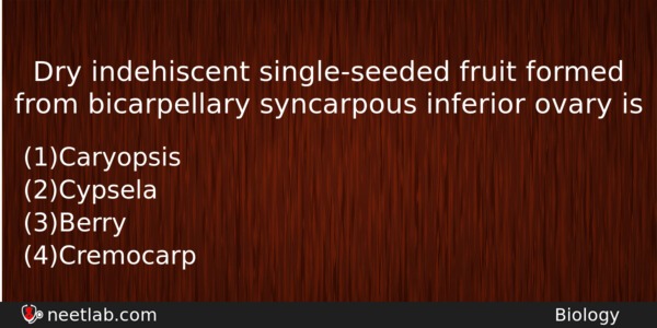 Dry indehiscent single-seeded fruit formed from bicarpellary syncarpous ...