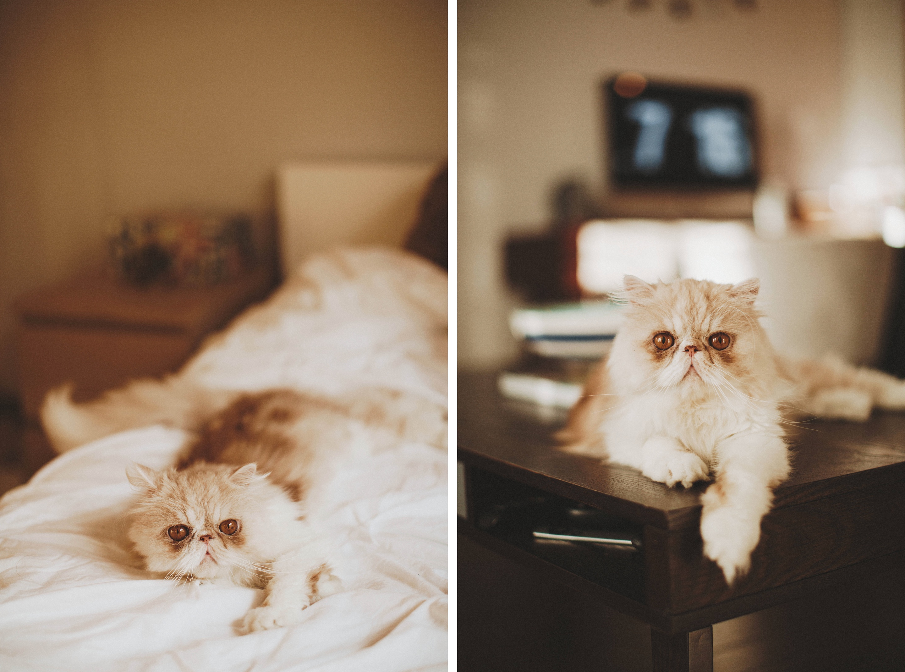 An In Home Apartment Engagement Session • Nessa K - Washington DC ...