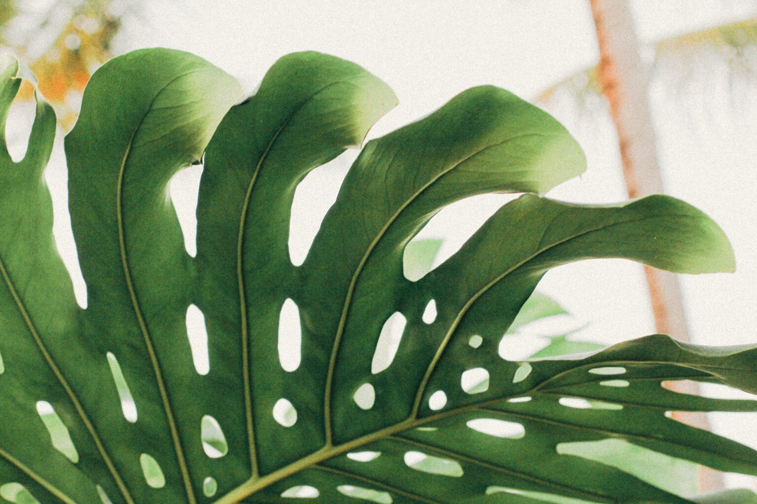 Monstera Adansonii Care monstera-adansonii-care