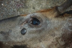 White-tailed Deer Illinois