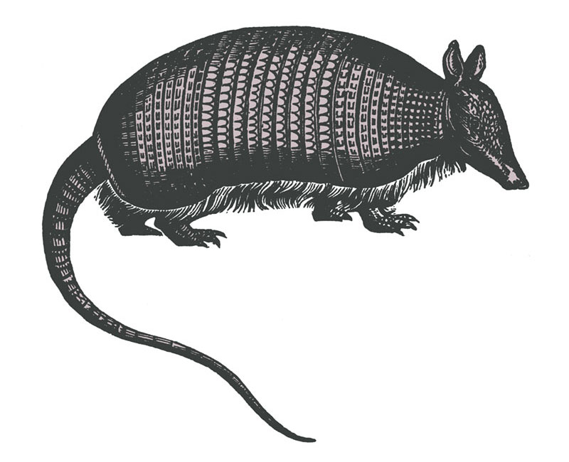 Outdoor Illinois Wildlife Journal