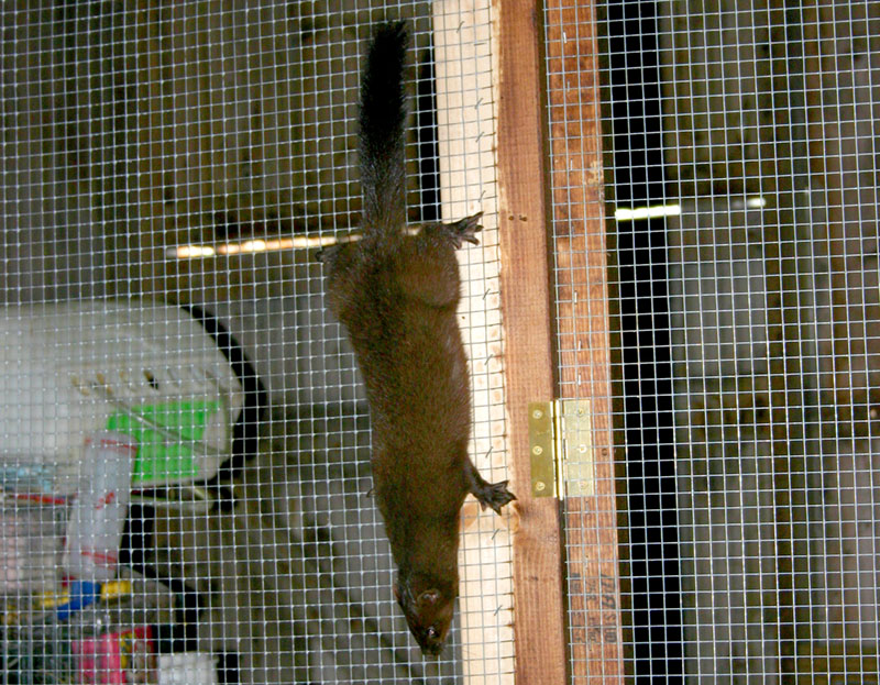 Outdoor Illinois Wildlife Journal