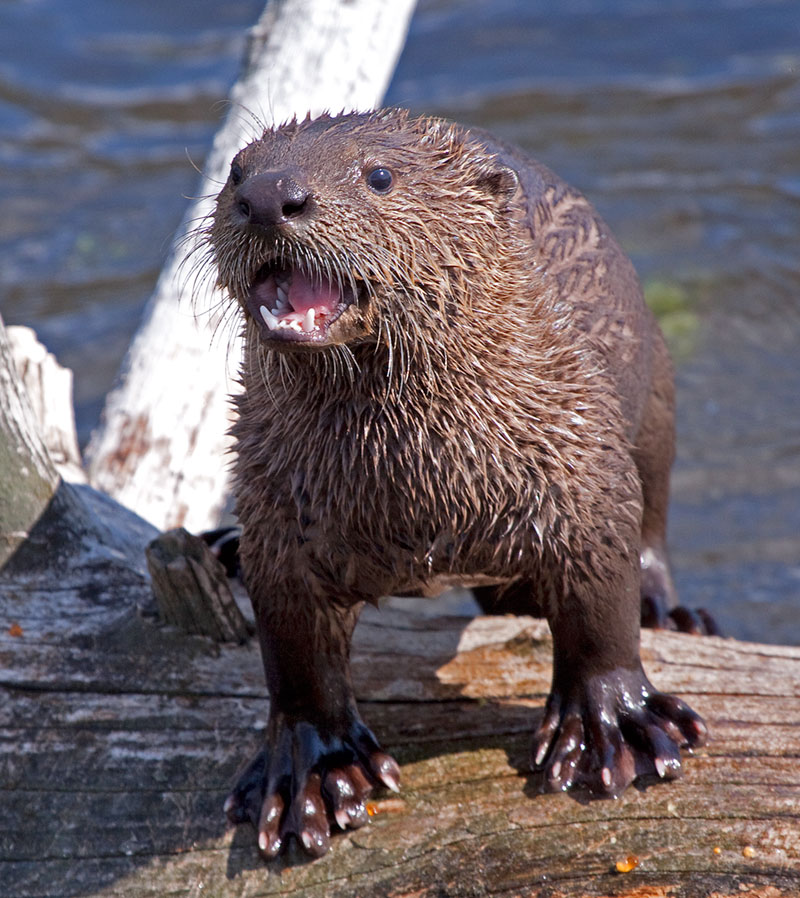 Outdoor Illinois Wildlife Journal