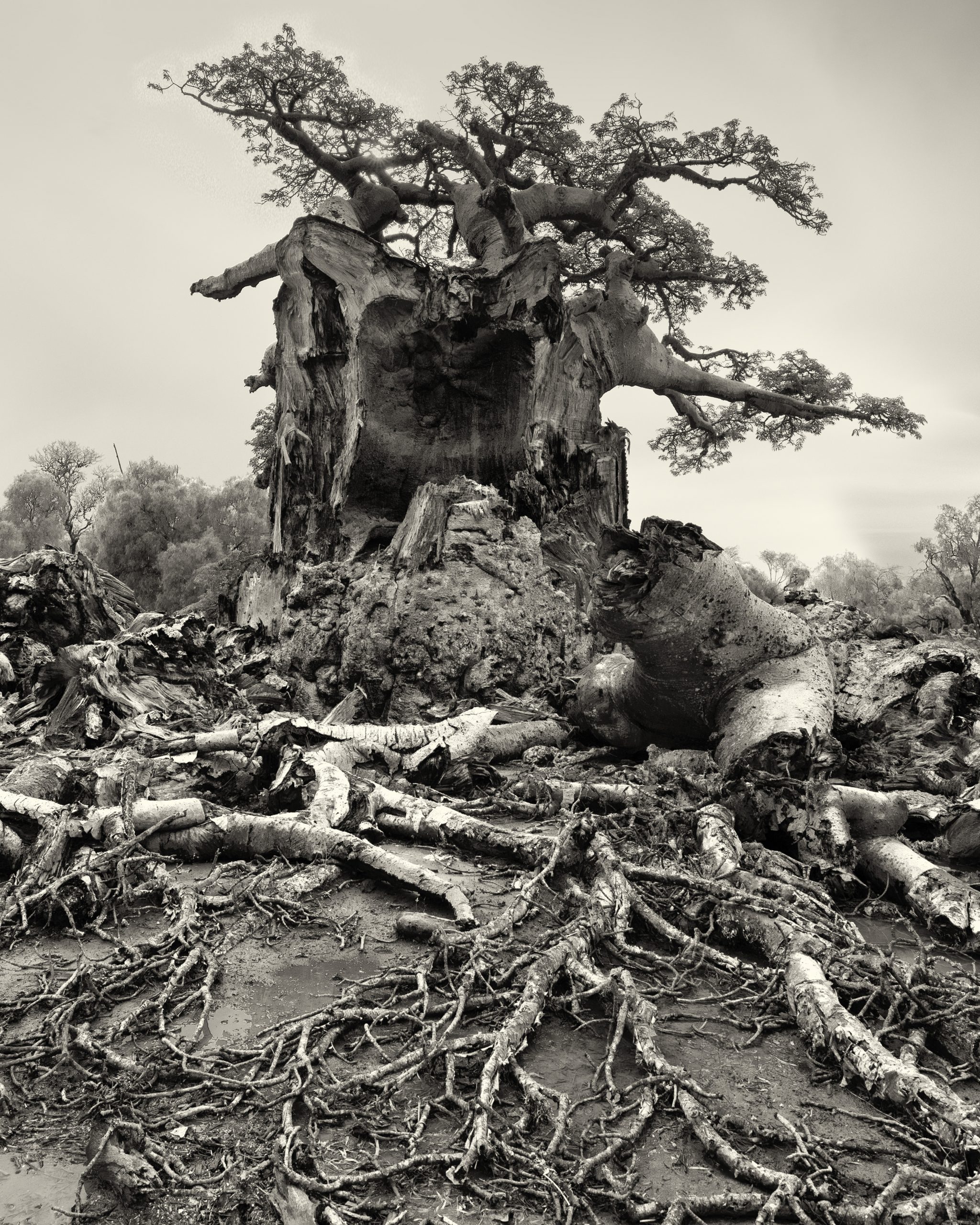 [ PAST EVENT ] SNEAK PEEKS // Trees & Other Entanglements – Tomorrow ...
