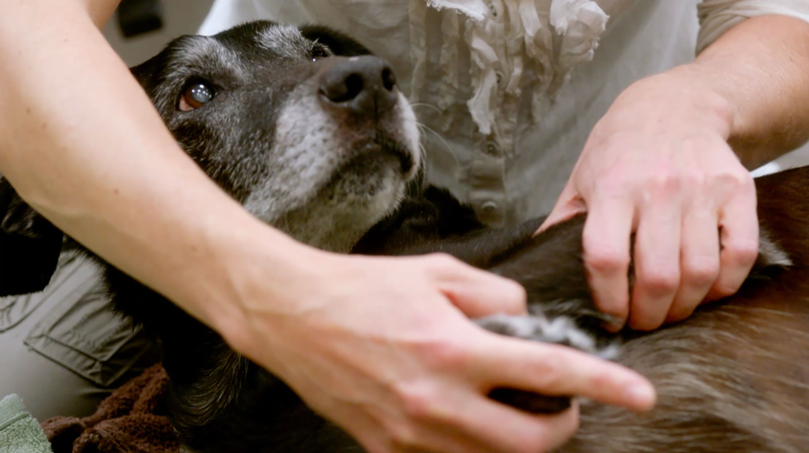 The Dog Doc – Row House Cinemas – Lawrenceville