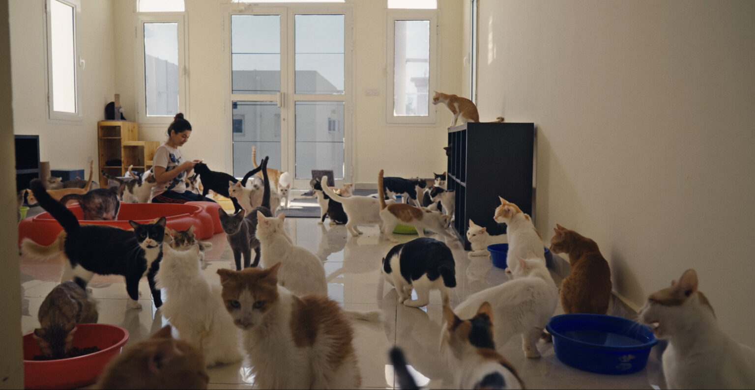 25 Cats From Qatar – SLIFF 2025