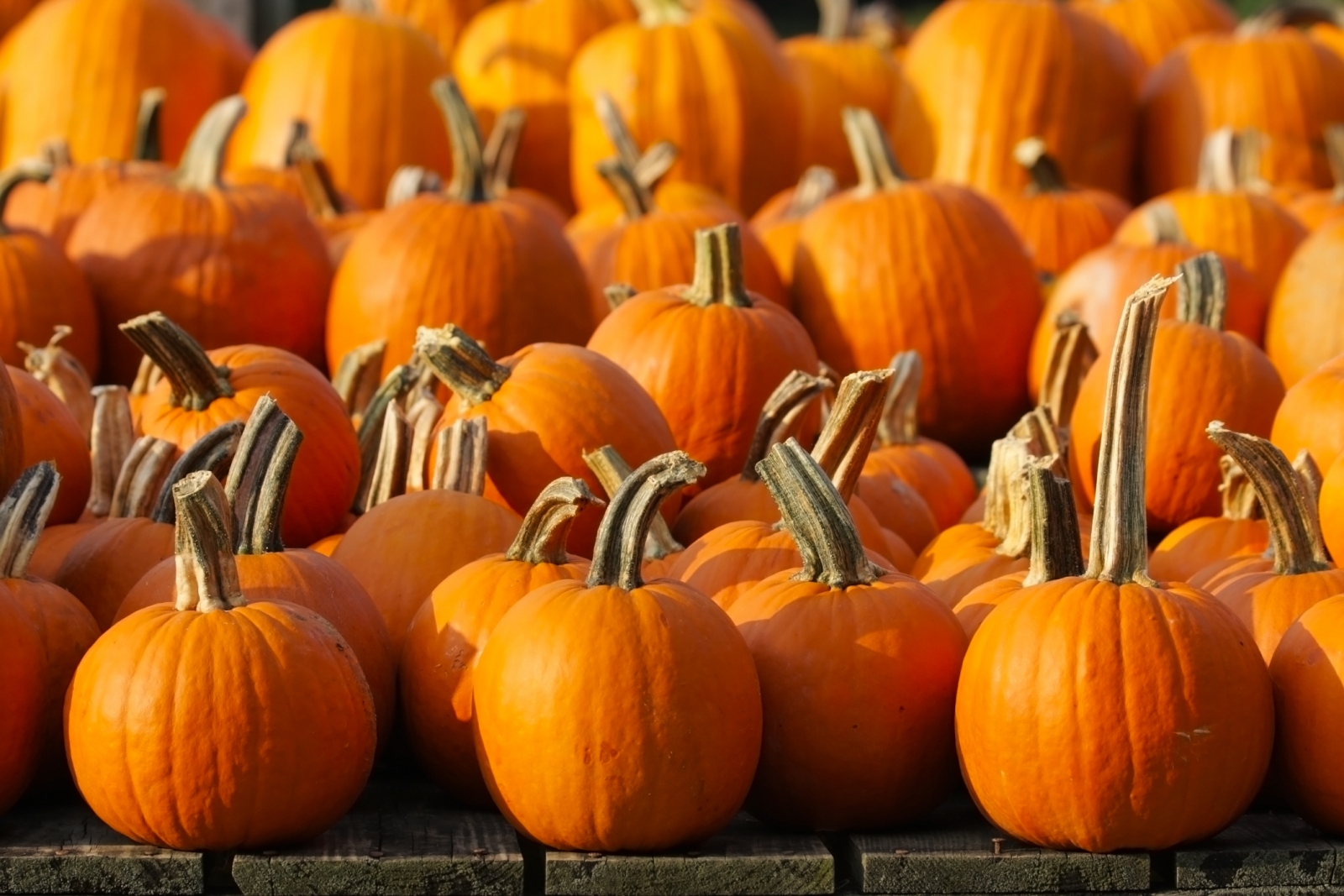 Fall Fun: Mercer County Festivals and Events - NJ Family