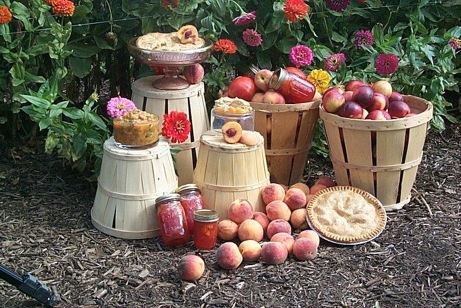 Pick-Your-Own at Terhune Orchards - NJ Family