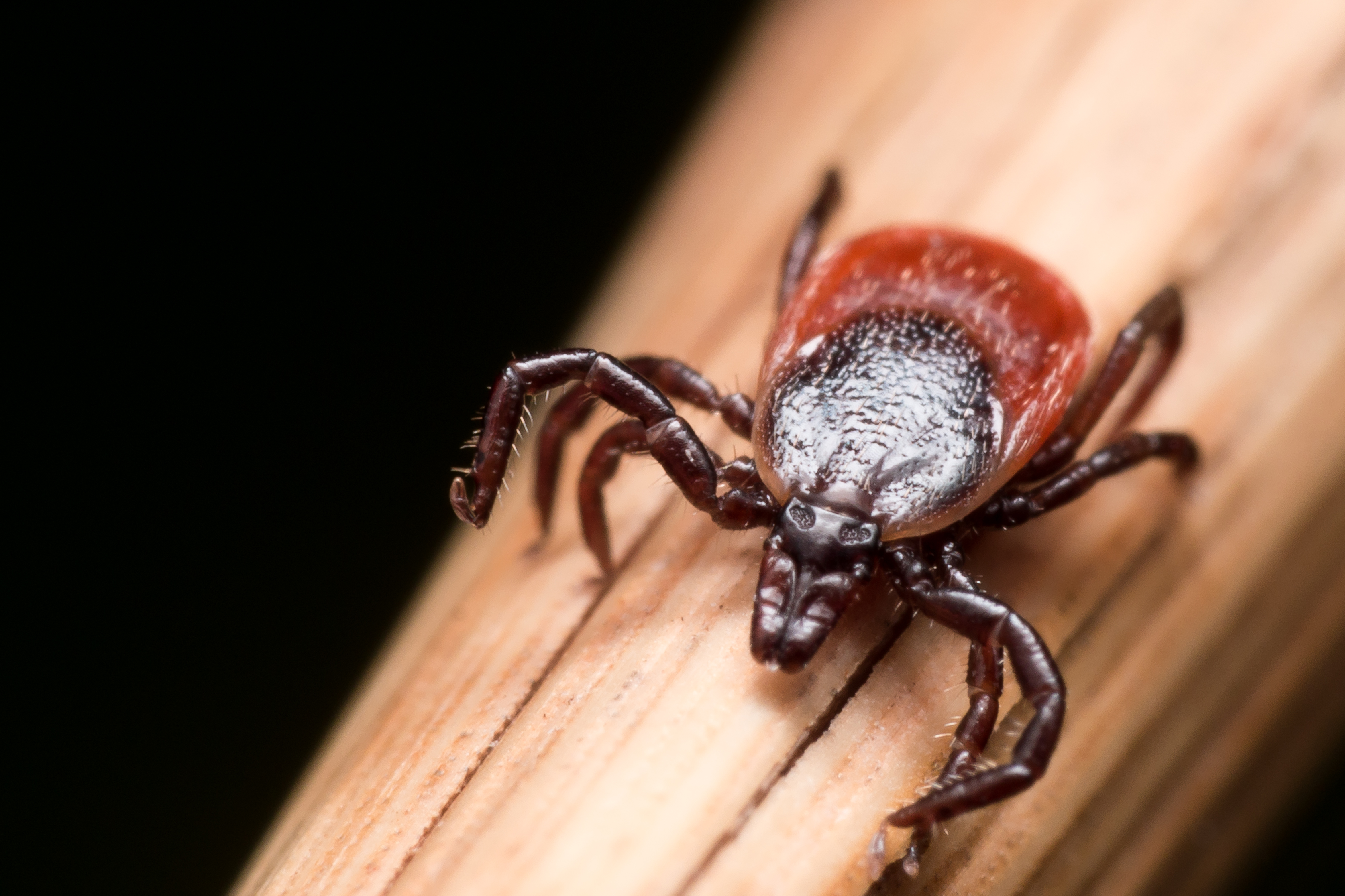 What You Need To Know About This Year s Tick Season NJ Family What You Need To Know About This Year s Tick Season NJ Family