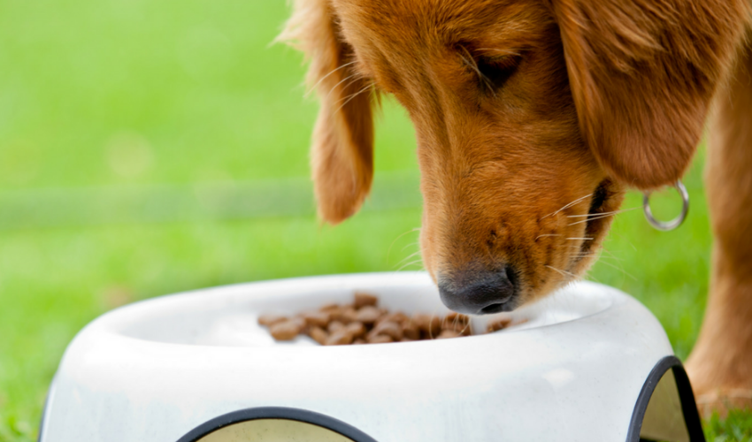 Home, Feed Store, Pet Supplies, Pet Food, Farm Supplies, Lawn & Garden ...