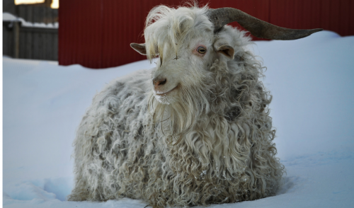 Preparing and Caring for Goats in Winter | King Feed