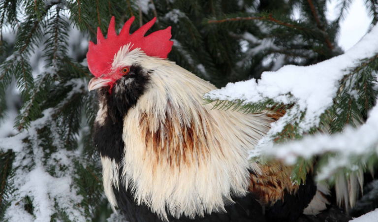 Caring for Backyard Chickens in Winter | Cold Spring Co-Op | Cold ...