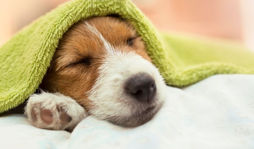 Canine Carousel Pet Supply & Salon | Ashburn, Herndon, Pet Retail ...