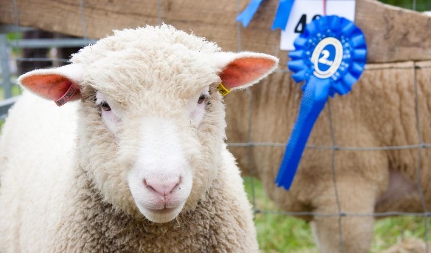 Hanoverdale Agway | Your Lawn, Garden, Pet, Wild Bird and Feed Store ...