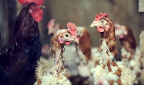 Chicken Molting Tips | Ludwig's Feed Store