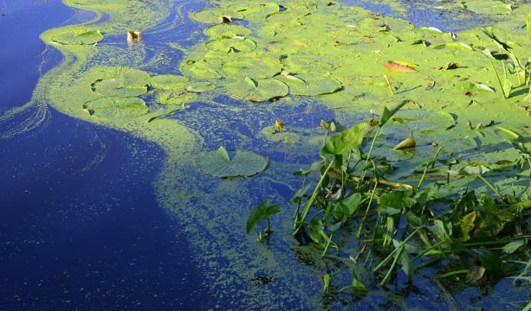 Pond Algae and Water Clarity Issues | Lone Star Farm & Home