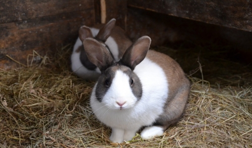 Preventing Your Rabbit From Over Heating | HC Summers Feed & Supply ...