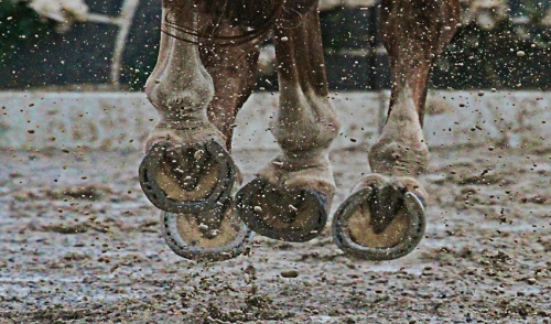 Caring for Your Horse's Hooves in Wet Conditions | HC Summers Feed ...