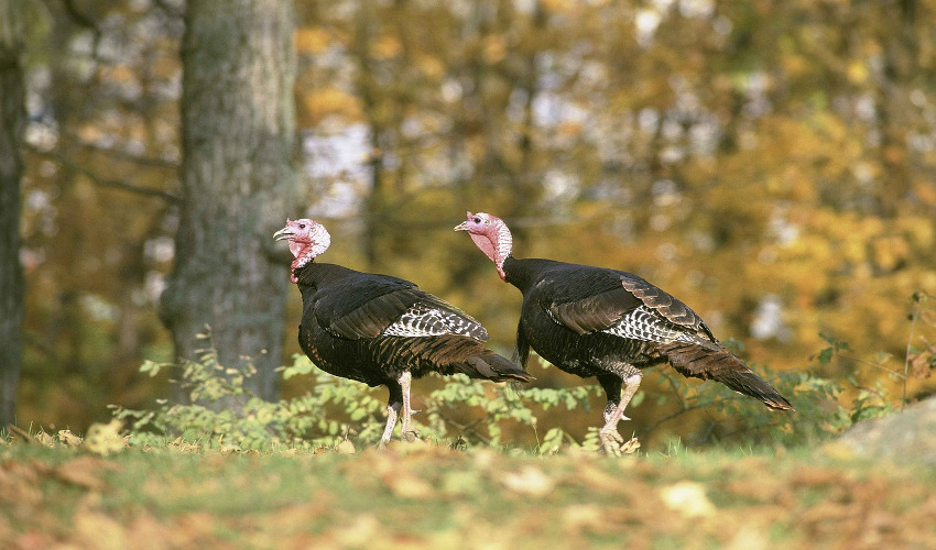 Attracting Wild Turkeys | Family Farm & Garden