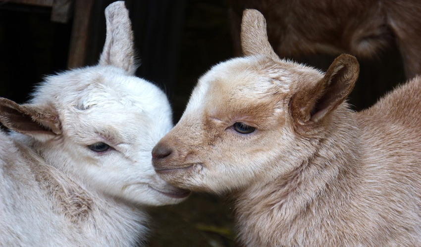 A Beginner's Guide to Raising Goats | Bayou Robert Cooperative, Inc ...