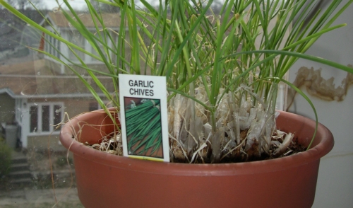 Growing, Harvesting and Baling Your Own Hay | Talmage Farm Agway