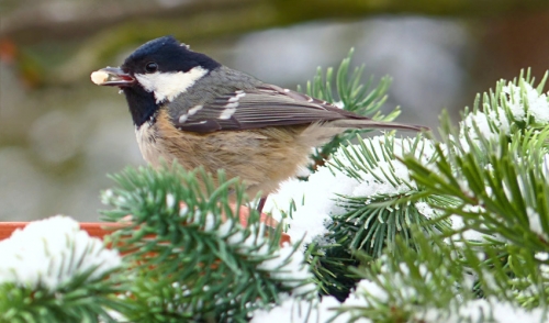 Do Your Best Birding in Winter | Family Farm & Garden