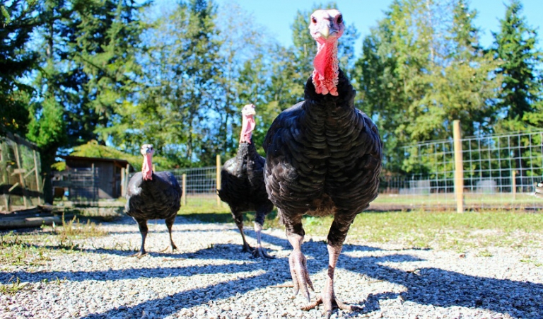 Raising Turkeys on Your Backyard Farm | Mountain Valley Country Store ...