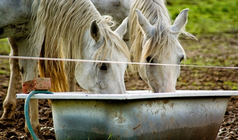 Supplying Your Horse with Water | Ludwig's Feed Store