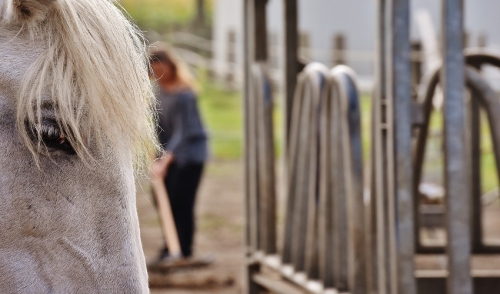 Four Steps for Cleaning Out a Horse Stall | Miller's Country Store