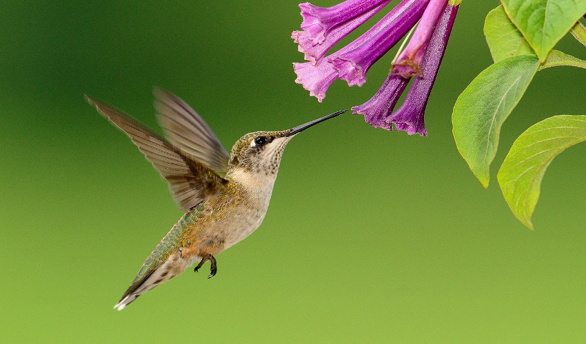 All About Hummingbirds | Knisley's Pet & Farm Center