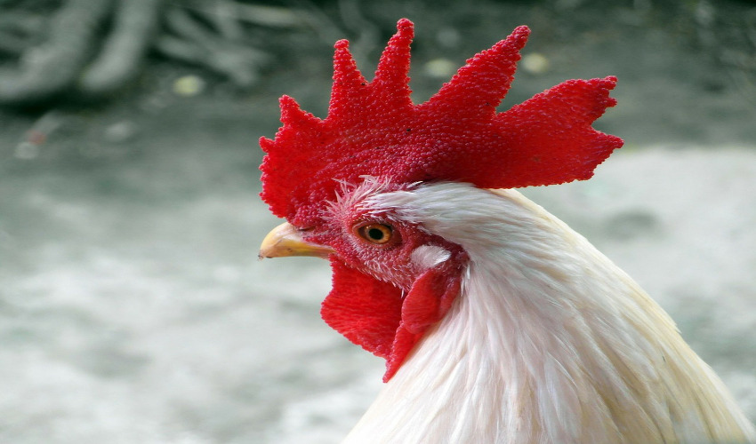 Benefits of Having a Rooster In Your Flock | HC Summers Feed & Supply ...