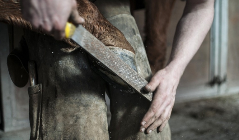 Cleaning Horse Hooves | HC Summers Feed & Supply - Jefferson, MD