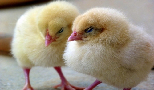 Common Chick Diseases to Look Out For | Family Farm & Garden