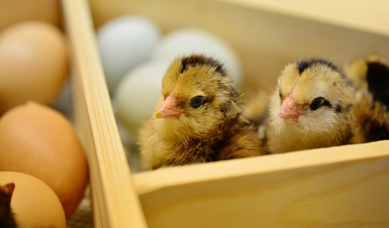 Pecking Order in Chicks | Family Farm & Garden