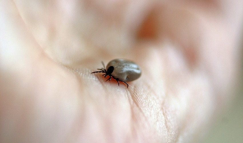 6 Ways to Keep Ticks Out of Your Yard Naturally | Sawyer Garden Center ...