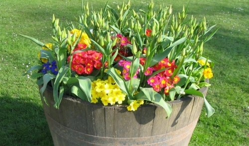 How to Create a Spring Porch Pot | Belton Feed & Supply and Temple Feed ...