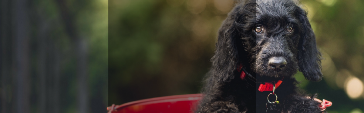 Home, Feed Store, Pet Supplies, Pet Food, Farm Supplies, Lawn & Garden ...