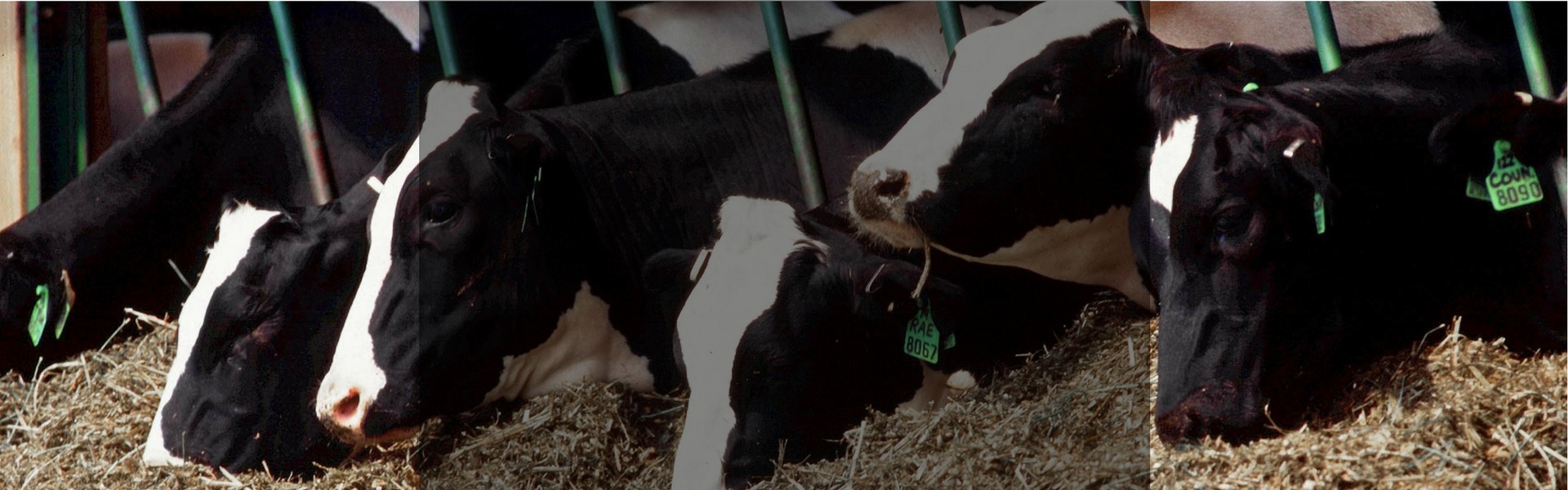 Home, Feed Store, Pet Supplies, Pet Food, Farm Supplies, Lawn & Garden ...