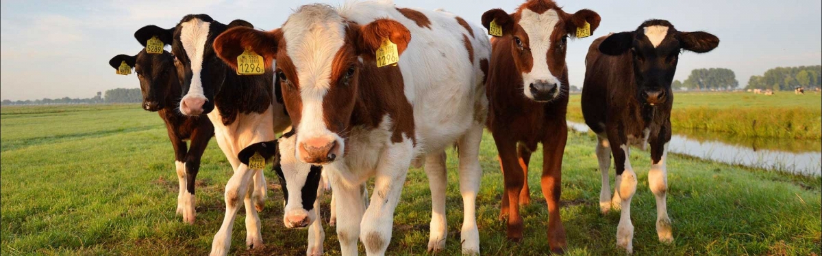 | Bryan & Brittingham, Inc. - Delmar, DE