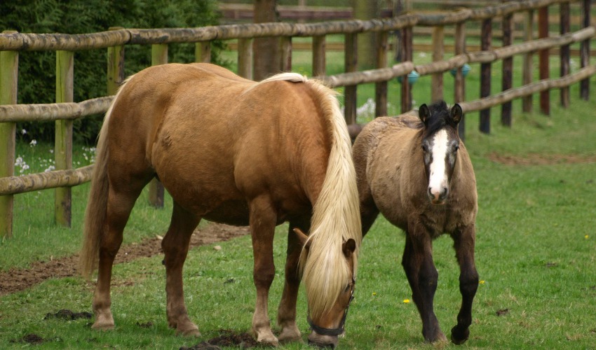 Common Causes of Poor Body Condition and Performance | Family Farm & Garden