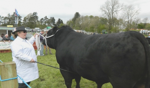 Hot Weather Tips for Show Animals