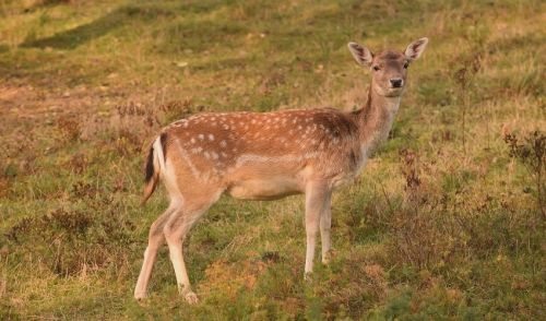 Keeping Deer Healthy in the Hot Summer Months | Family Farm & Garden