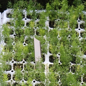 6 Pack Vegetable Plants | Family Farm & Garden