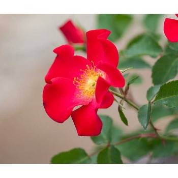 Easy Elegance 'Screaming Neon Red' Roses | East River Nursery | Huron, SD