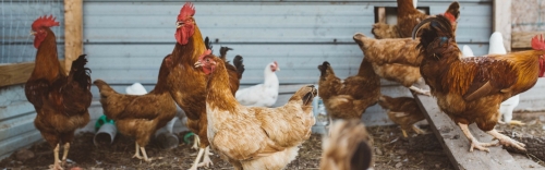 Lincoln County Farm | Proudly Serving Central Oklahoma for 40 years