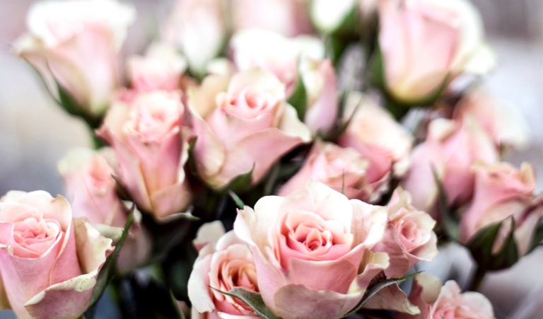 Ring Around The Roses | Sawyer Garden Center | Sawyer, MI