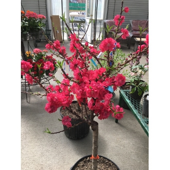 Bonanza Dwarf Peach Tree