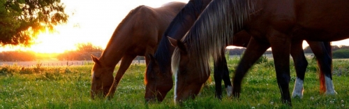 Rosedale Mills | America's Country Store | Rosedale Mills - Pennington, NJ