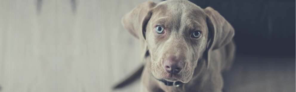 Welcome To Alpha Dog Pet Center | Pet Supplies, Training Classes Home ...