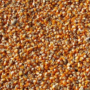 Deer Corn - 50lbs. | Belton Feed & Supply and Temple Feed & Supply ...